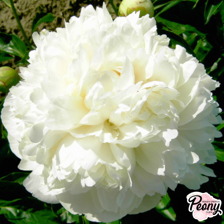 Shop Bare Root Peonies - Free Shipping on orders over $175 — Hidden ...