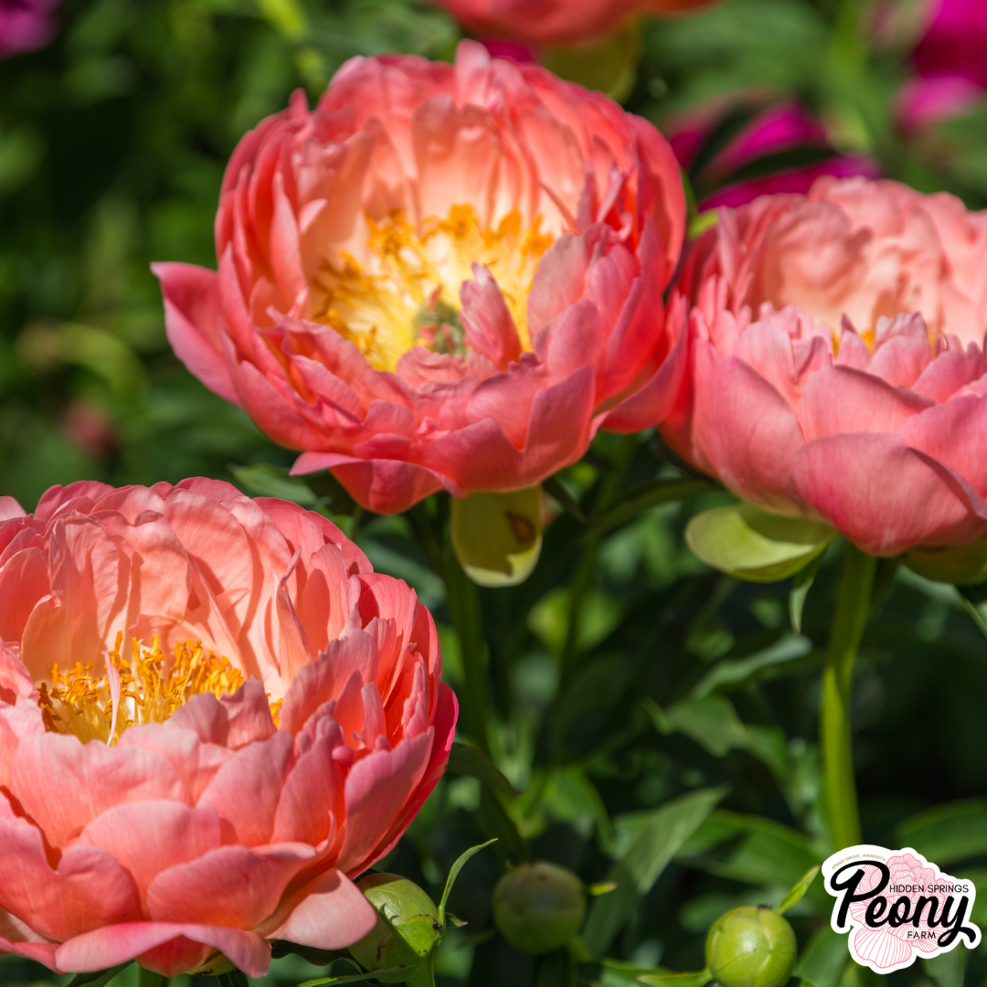 Coral Sunset Peony — Hidden Springs Peony Farm
