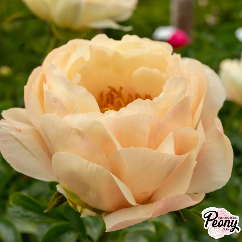 Coral Sunset Peony — Hidden Springs Peony Farm