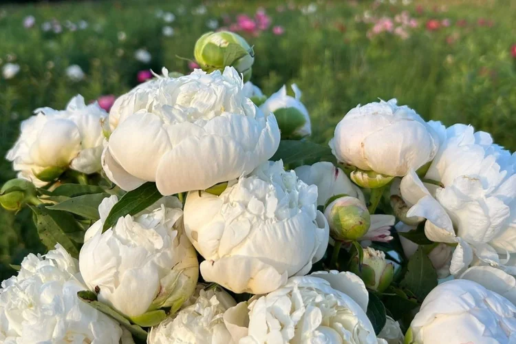 Top ten fragrant peonies — Hidden Springs Peony Farm