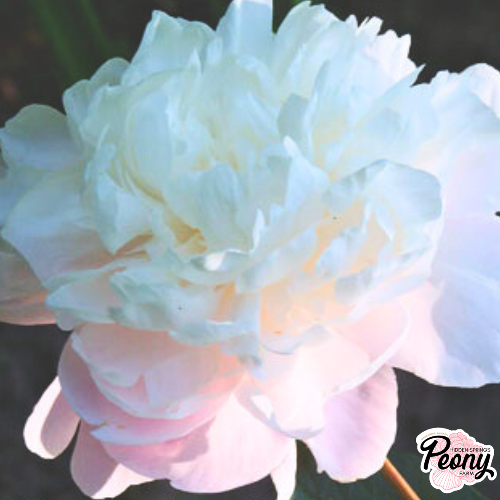 Shop Bare Root Peonies - Free Shipping on orders over $175 — Hidden ...