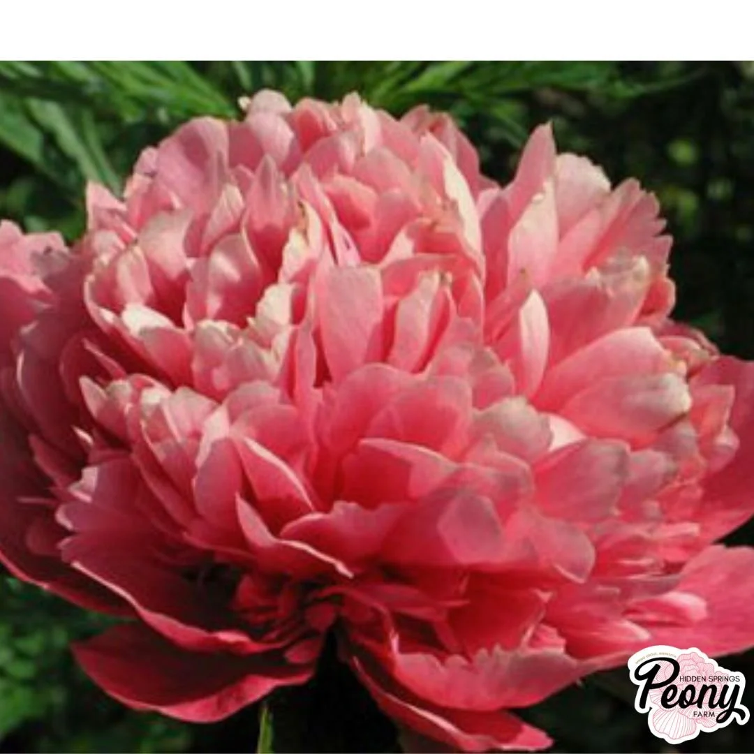 Coral Sunset Peony — Hidden Springs Peony Farm