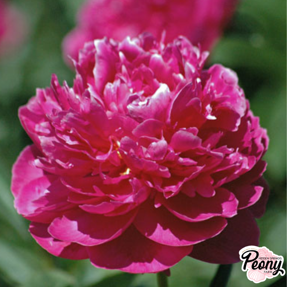 Fern Leaf Peony (P. Tenuifolia) — Hidden Springs Peony Farm