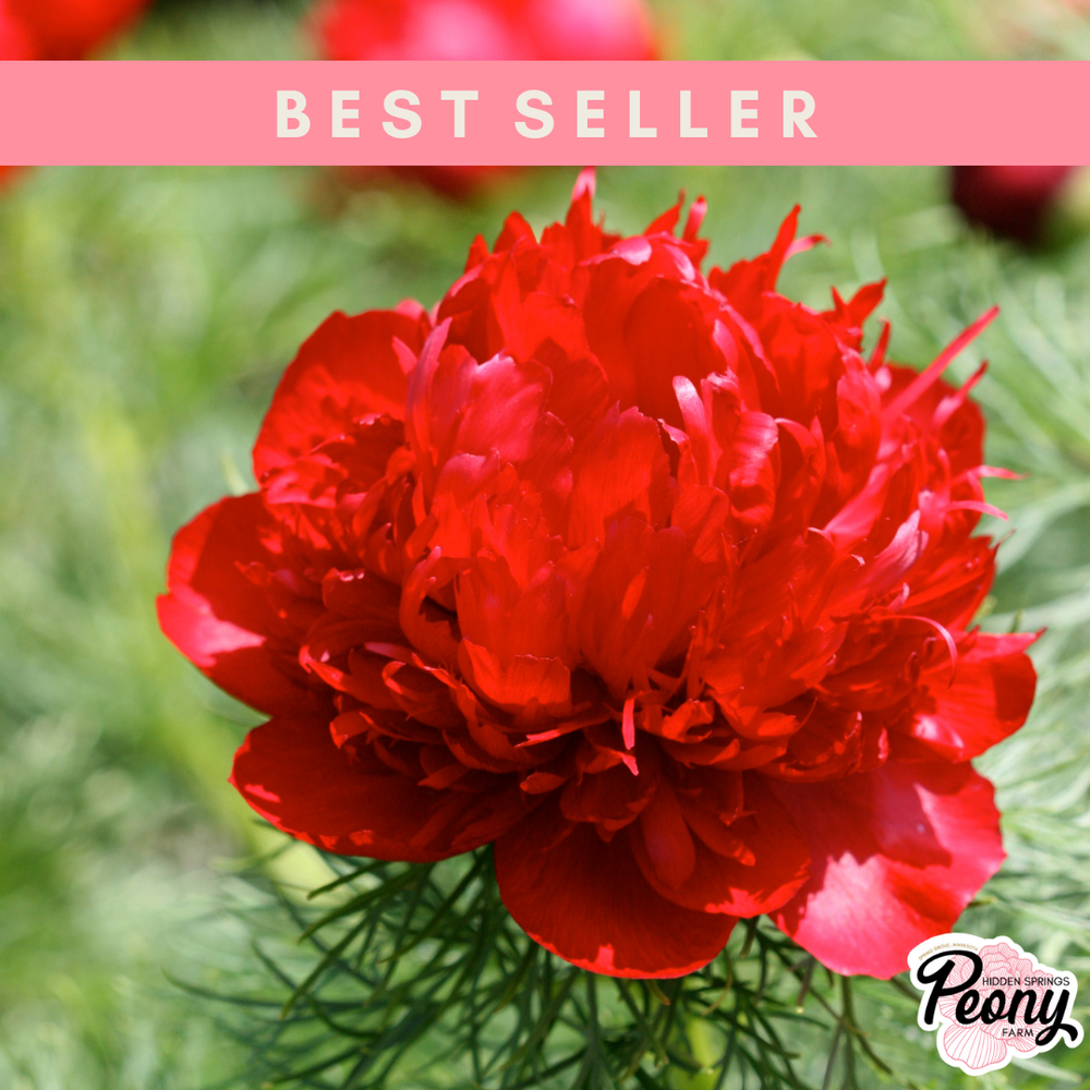 Shop Bare Root Peonies - Free Shipping on orders over $175 — Hidden ...