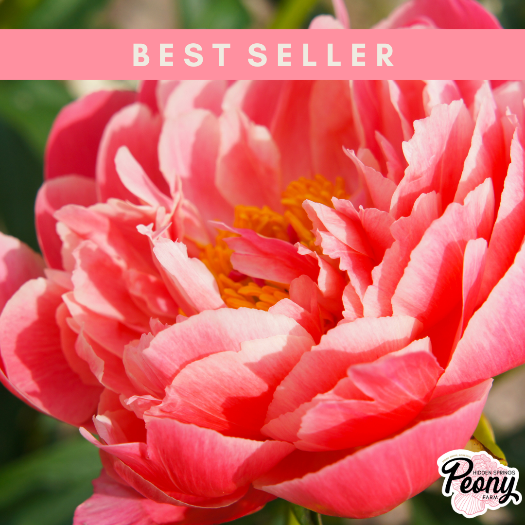 Coral Sunset Peony — Hidden Springs Peony Farm