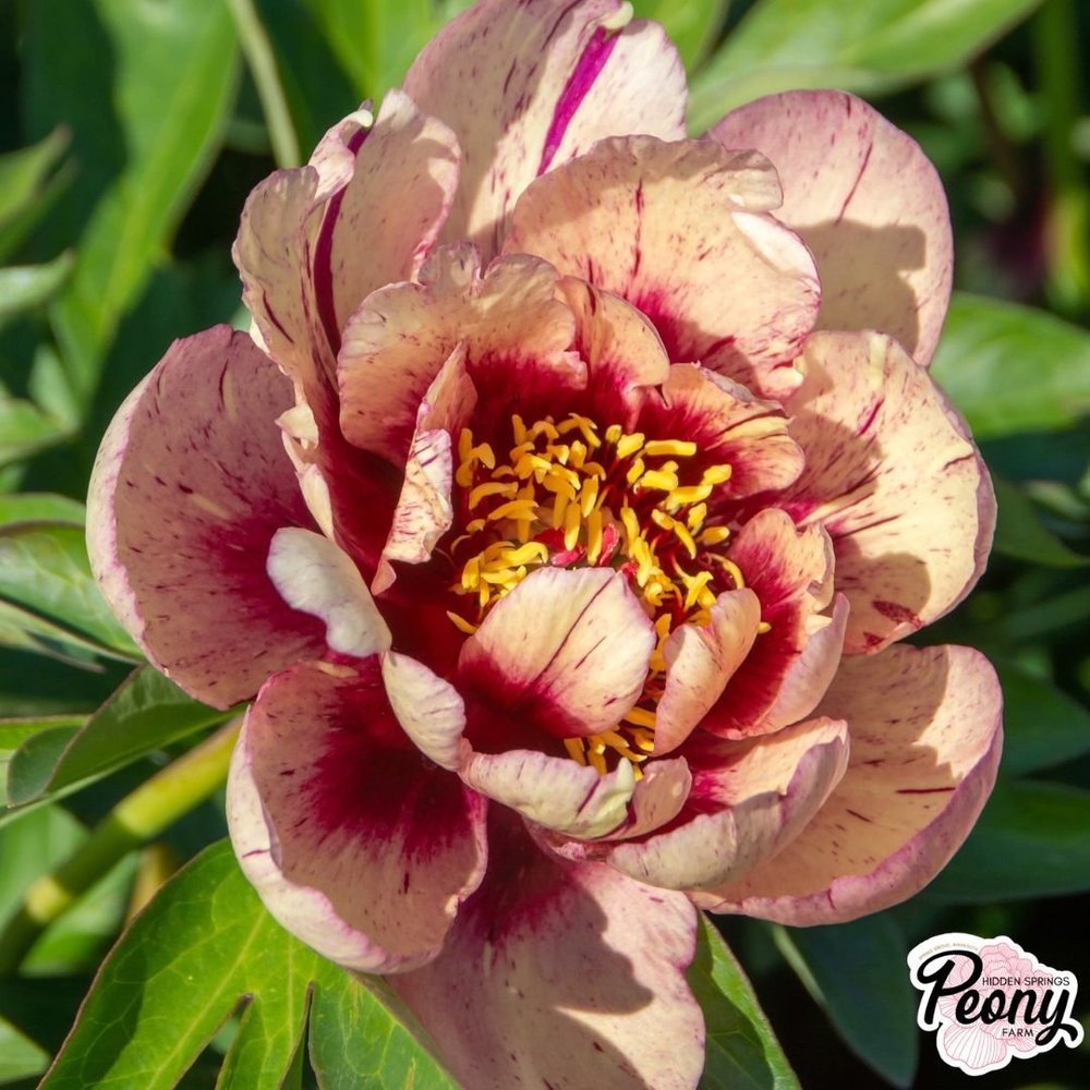 Shop Bare Root Peonies - Free Shipping on orders over $175 — Hidden ...