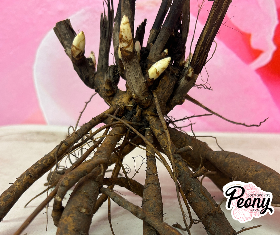 Remember “eyes up” when planting peony roots — Hidden Springs Peony Farm