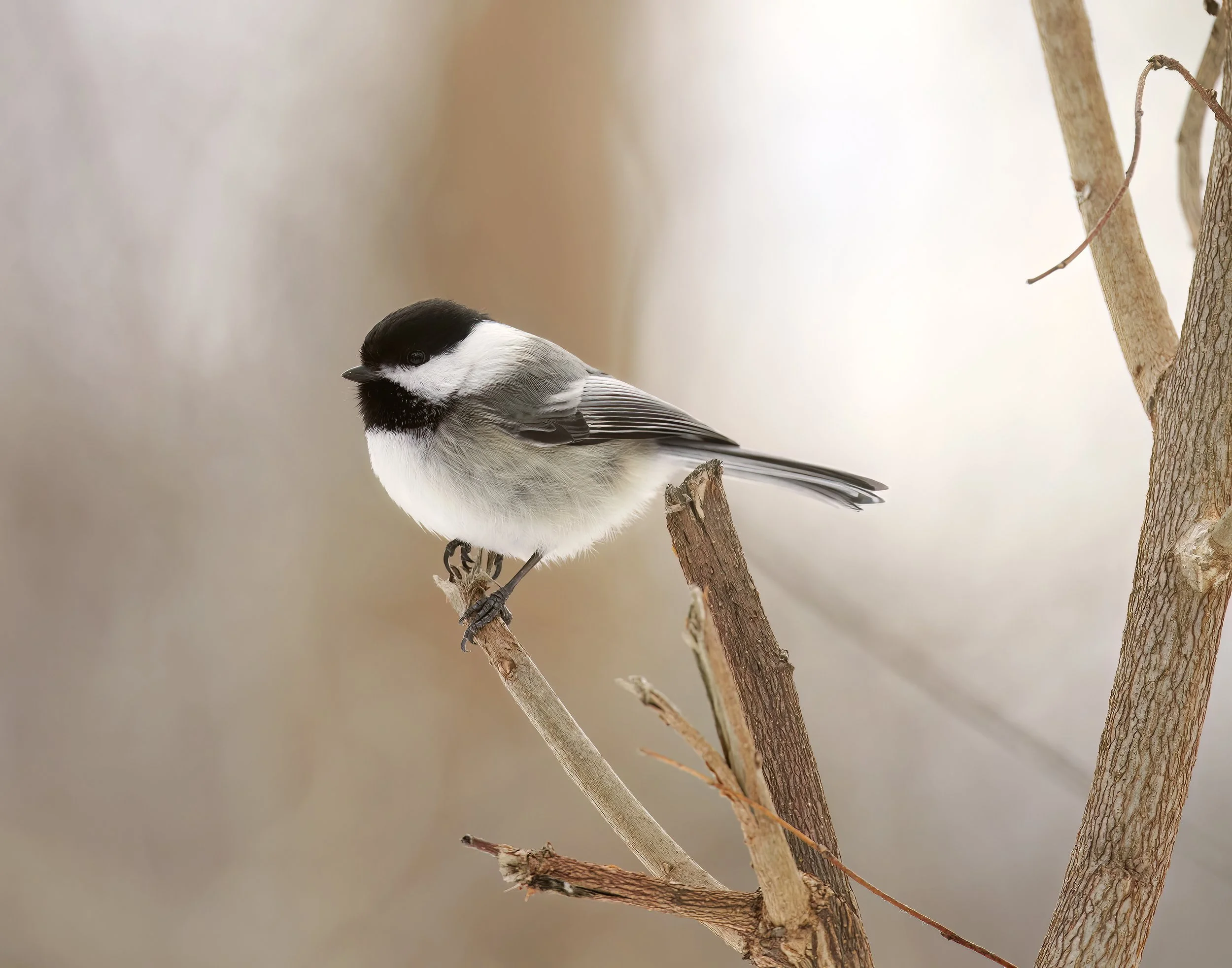 Birds — Slogar Photography