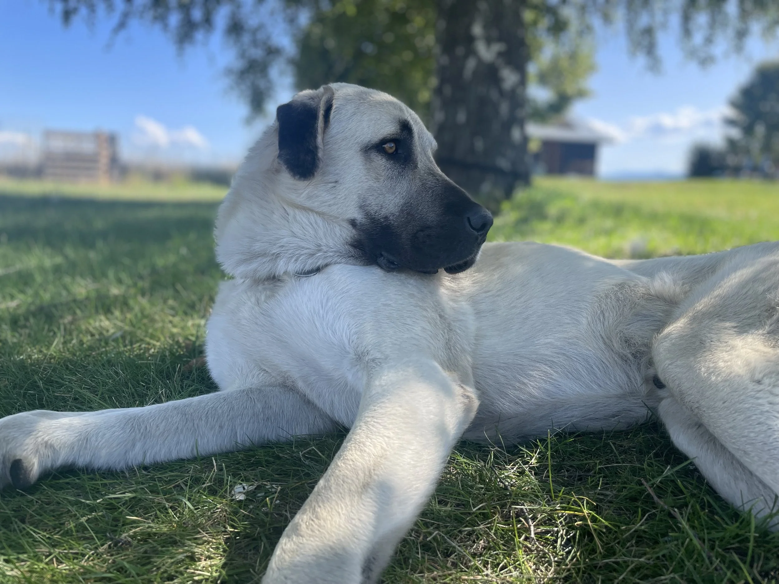 Purebred Anatolian Shepherd Dogs — Wild Rooster Family Farm