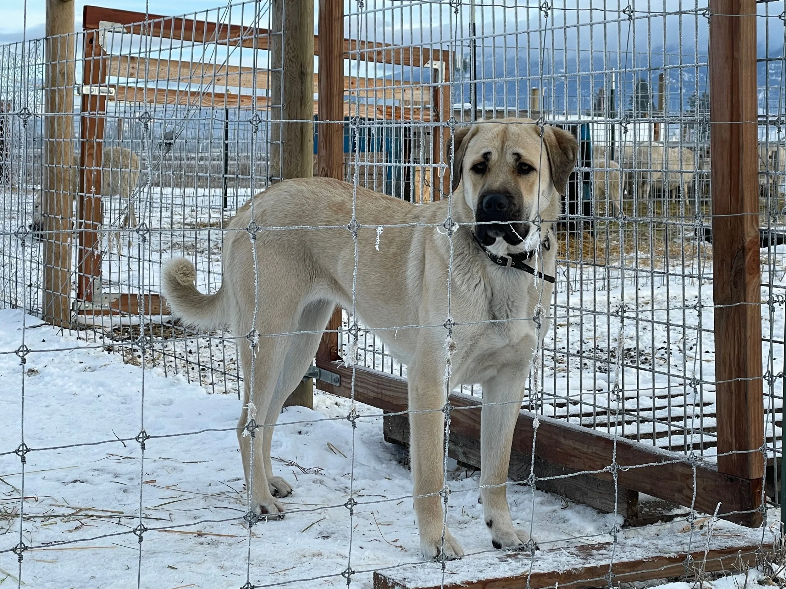 Purebred Anatolian Shepherd Dogs — Wild Rooster Family Farm
