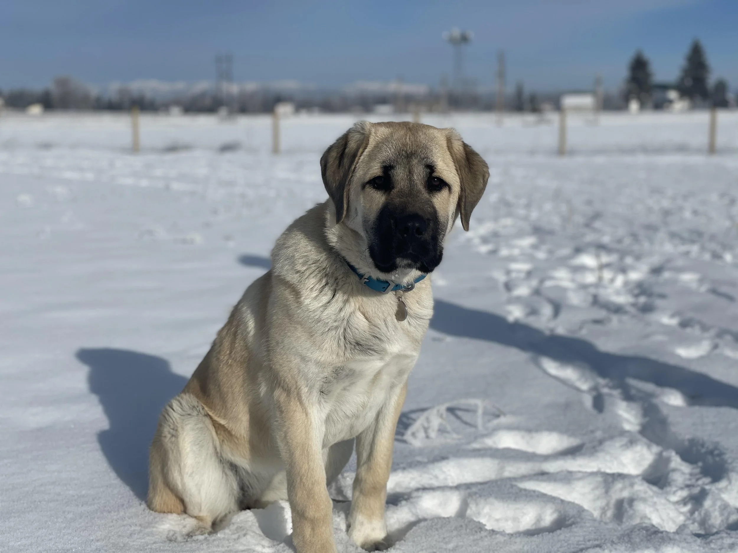 Purebred Anatolian Shepherd Dogs — Wild Rooster Family Farm