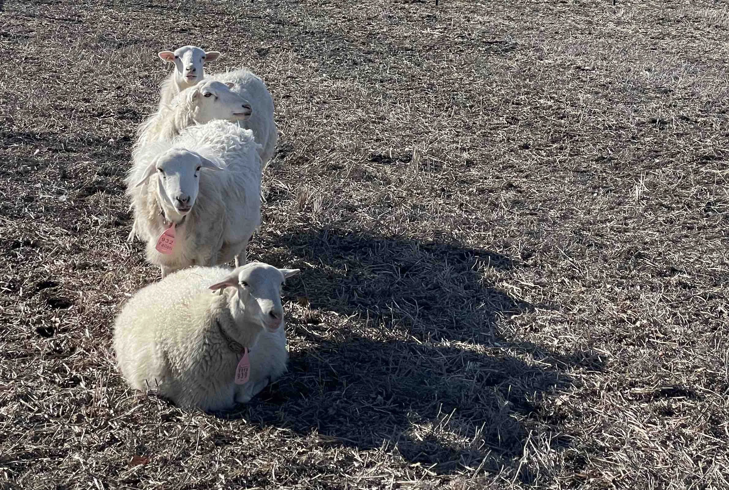 Foods of Our Farm — Wild Rooster Family Farm