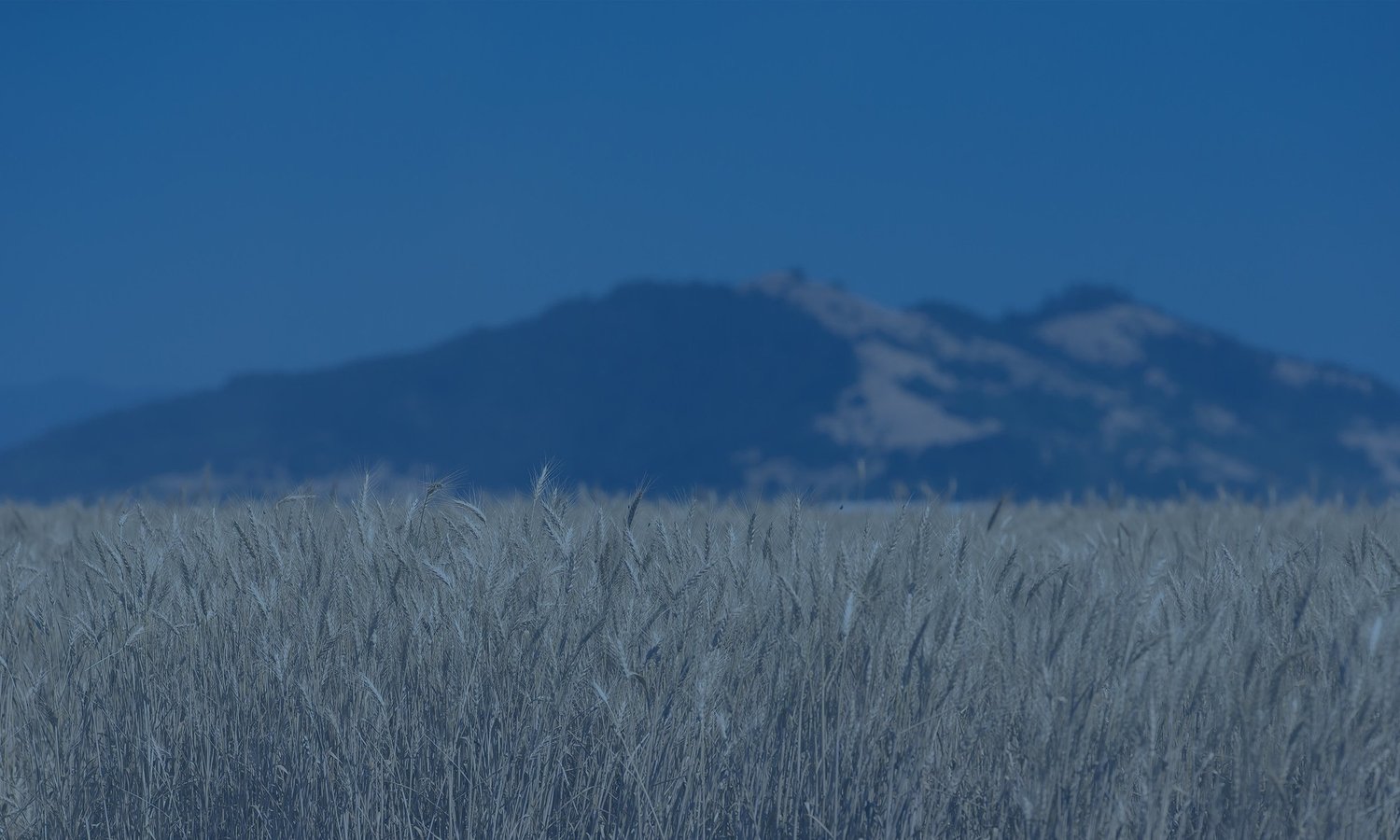 Representative Shelly Boshart Davis