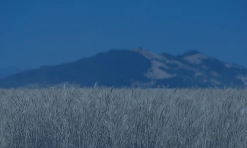 Representative Shelly Boshart Davis