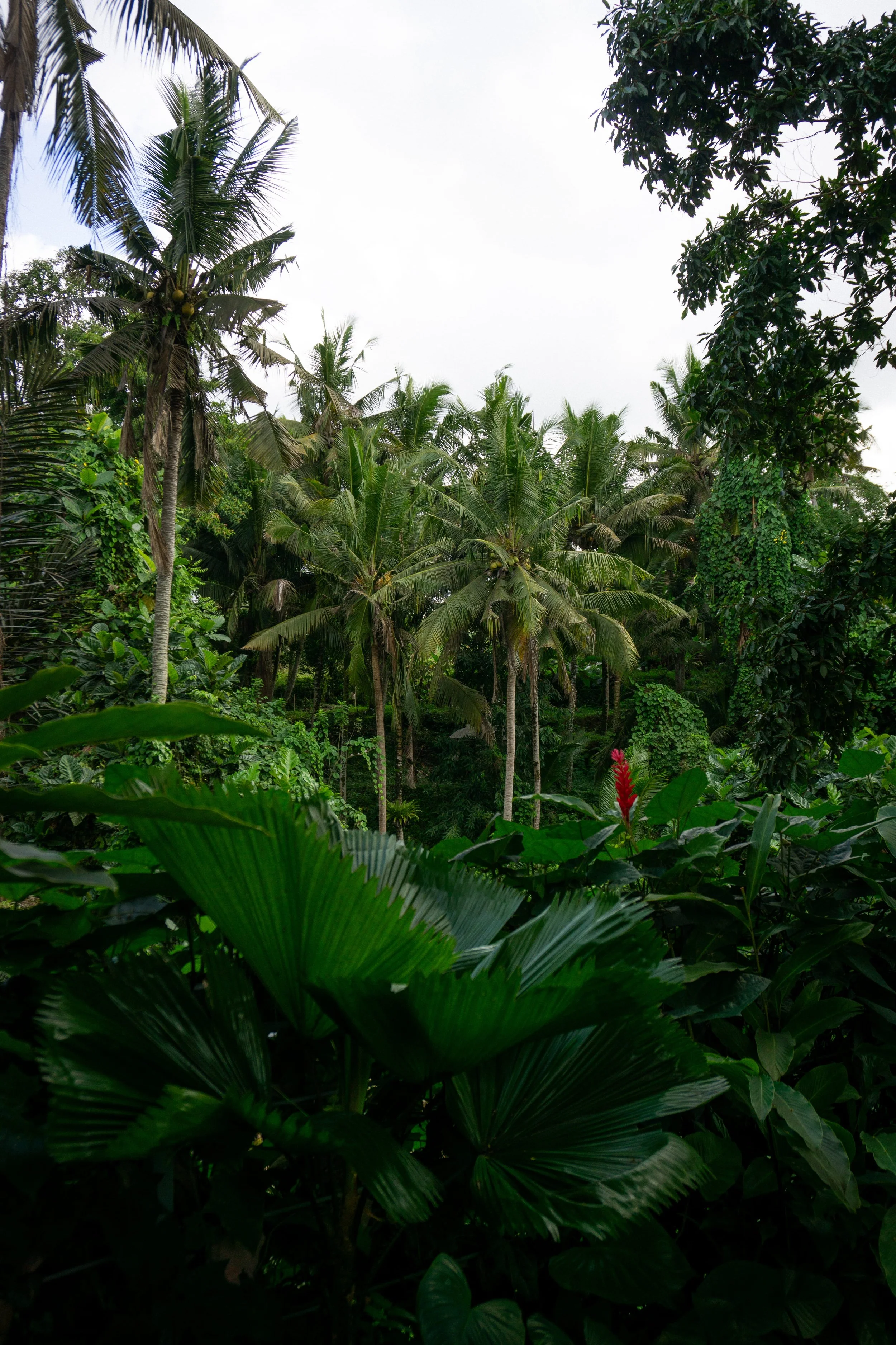 Ubud Travel Guide - A Bustling City Tucked Away in Bali's Lush Jungles ...