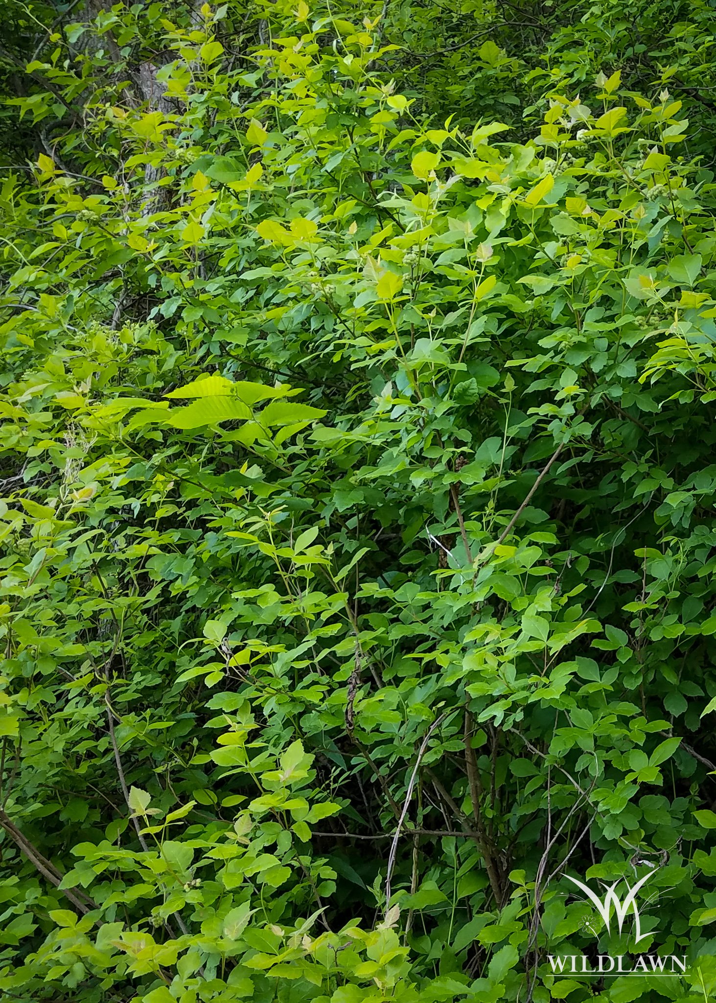 Bird Habitat and Hedgerow Guide — WildLawn