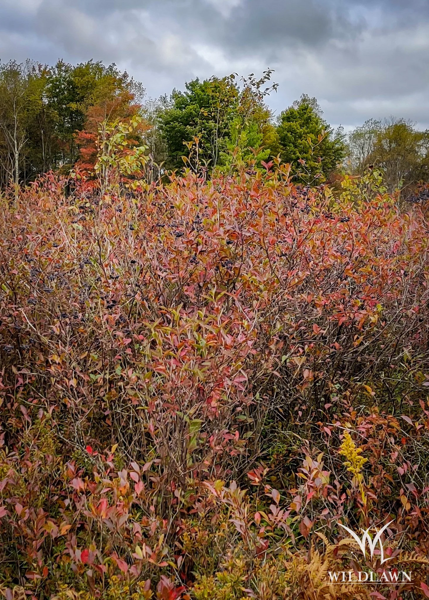 Bird Habitat and Hedgerow Guide — WildLawn