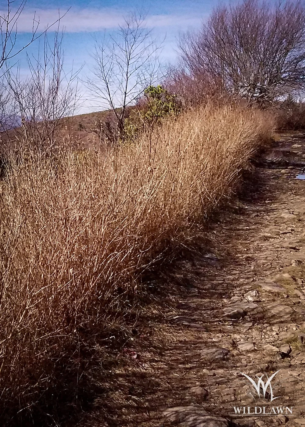 Bird Habitat and Hedgerow Guide — WildLawn