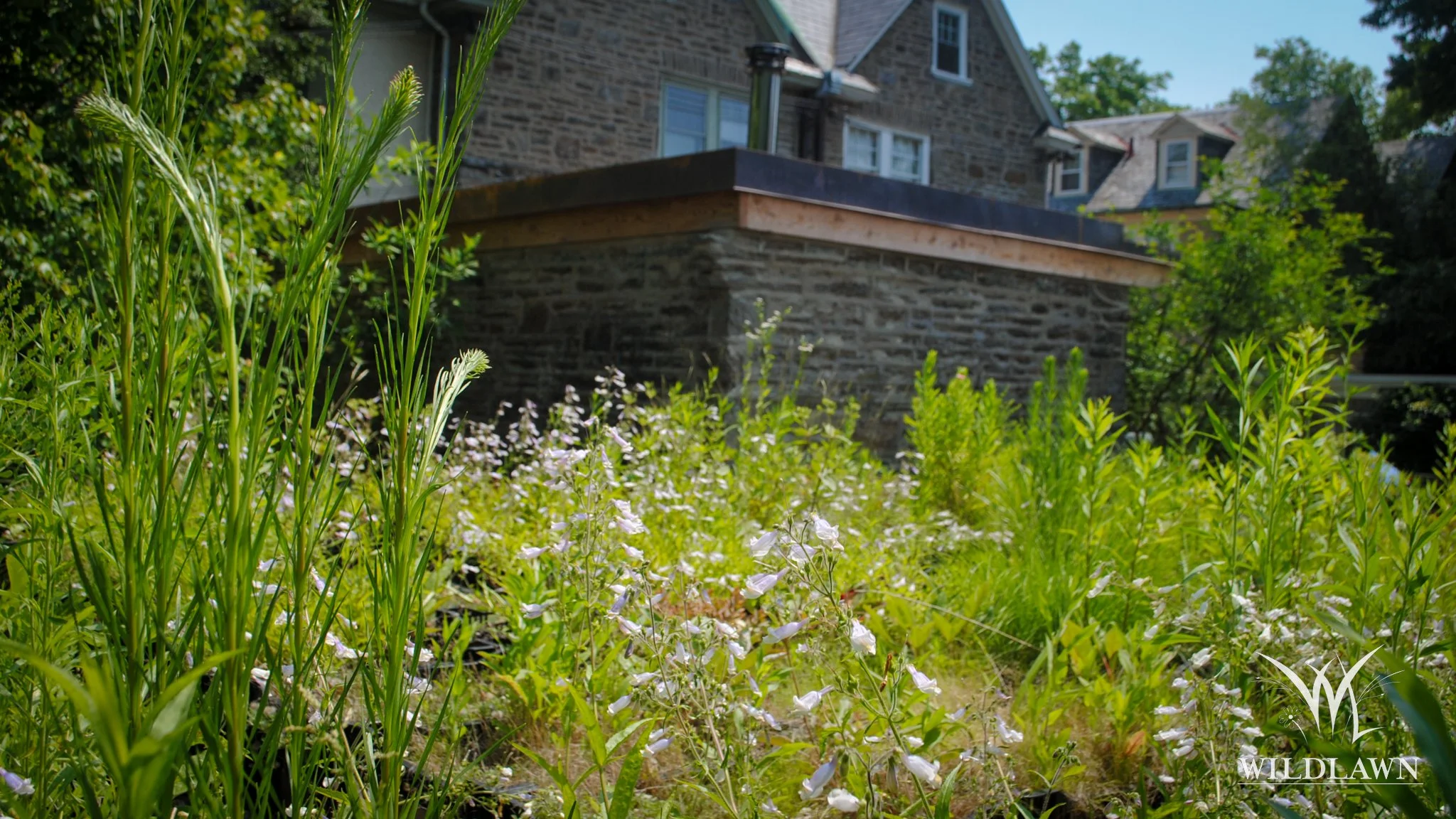 Green Roof Lawn — WildLawn