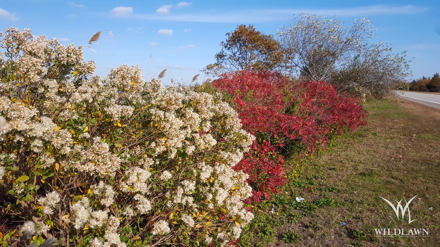 Bird Habitat and Hedgerow Guide — WildLawn