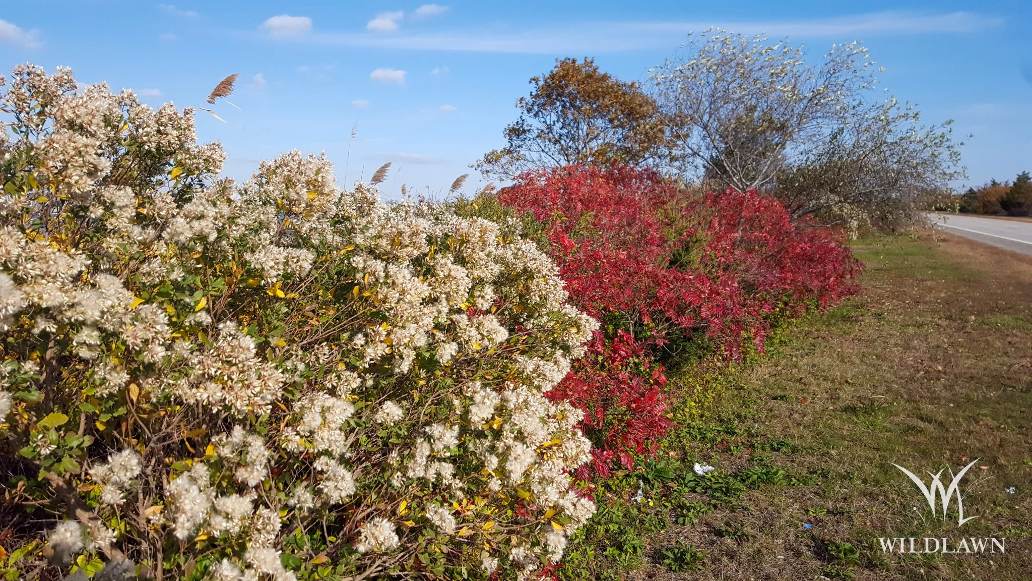 Bird Habitat and Hedgerow Guide — WildLawn