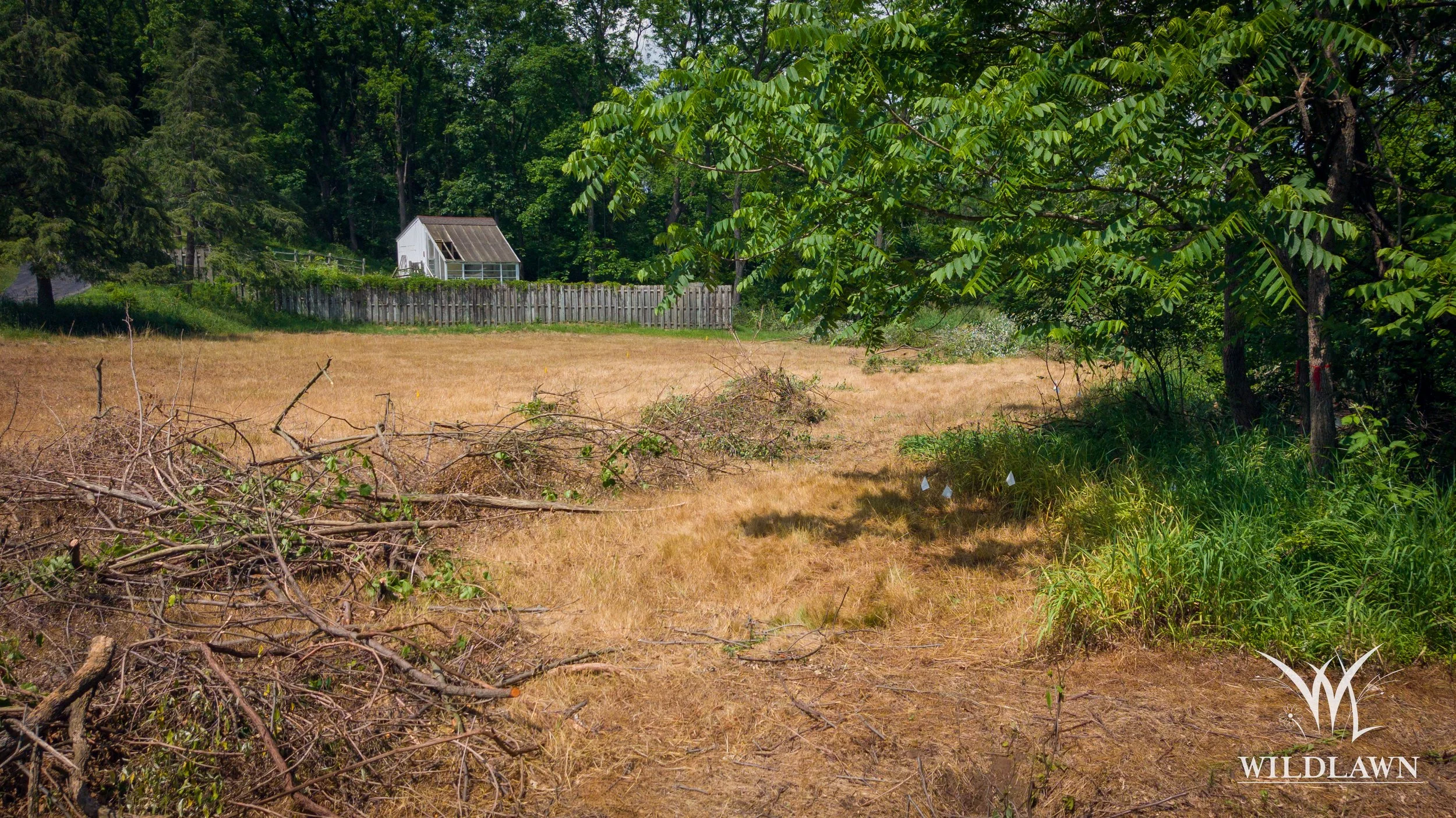 DCNR Lawn Conversion — WildLawn