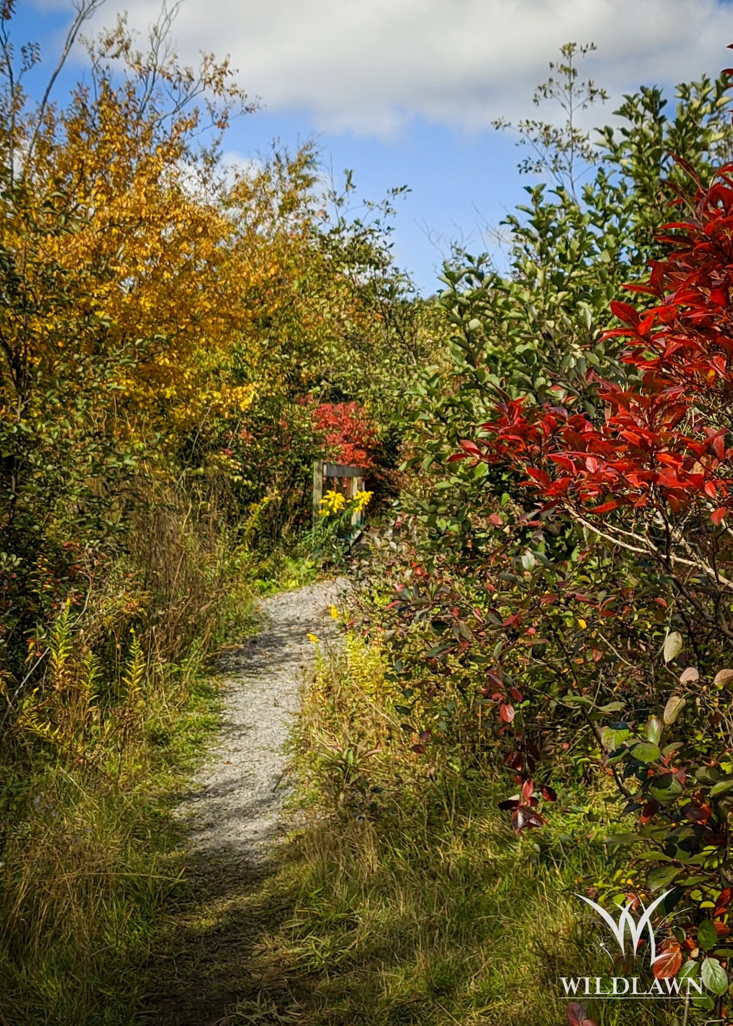 Bird Habitat and Hedgerow Guide — WildLawn