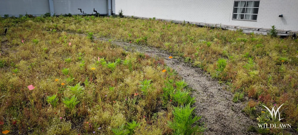 Green Roof Lawn — WildLawn