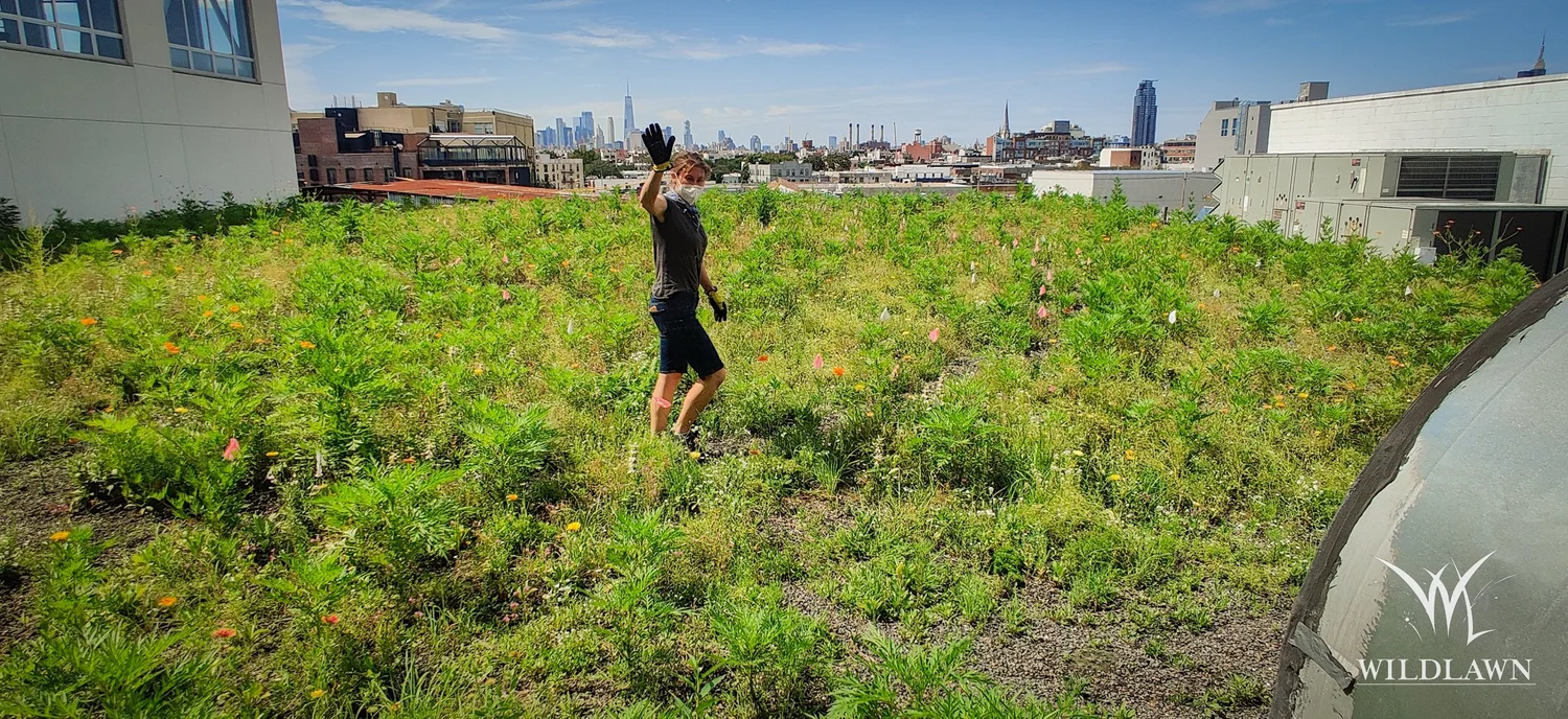 Green Roof Lawn — WildLawn