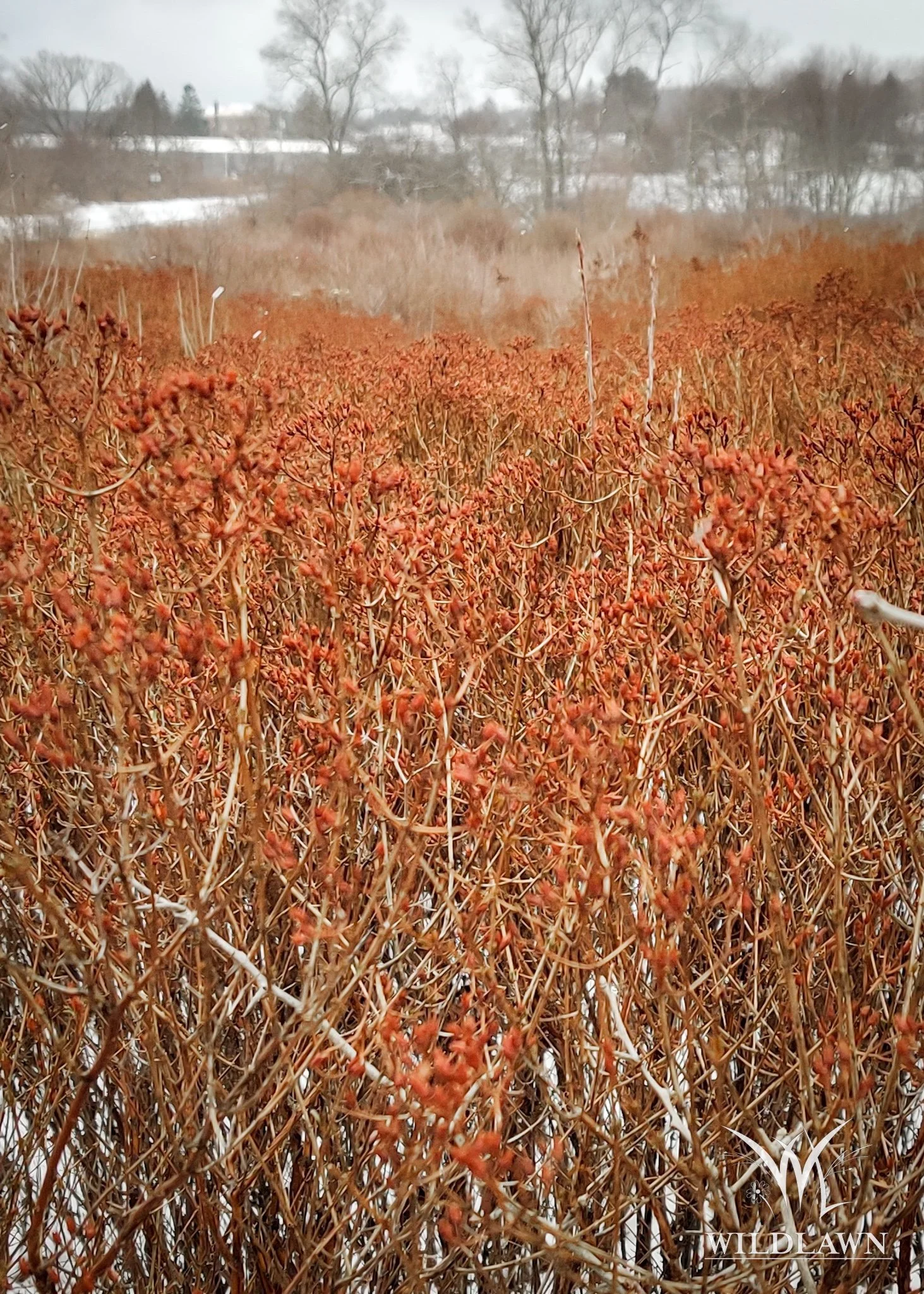 Bird Habitat and Hedgerow Guide — WildLawn