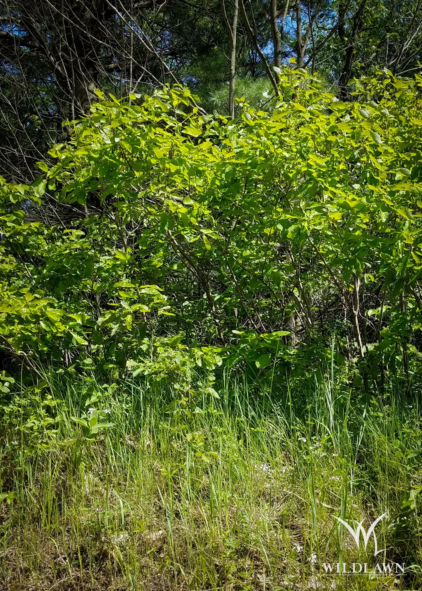 Bird Habitat and Hedgerow Guide — WildLawn