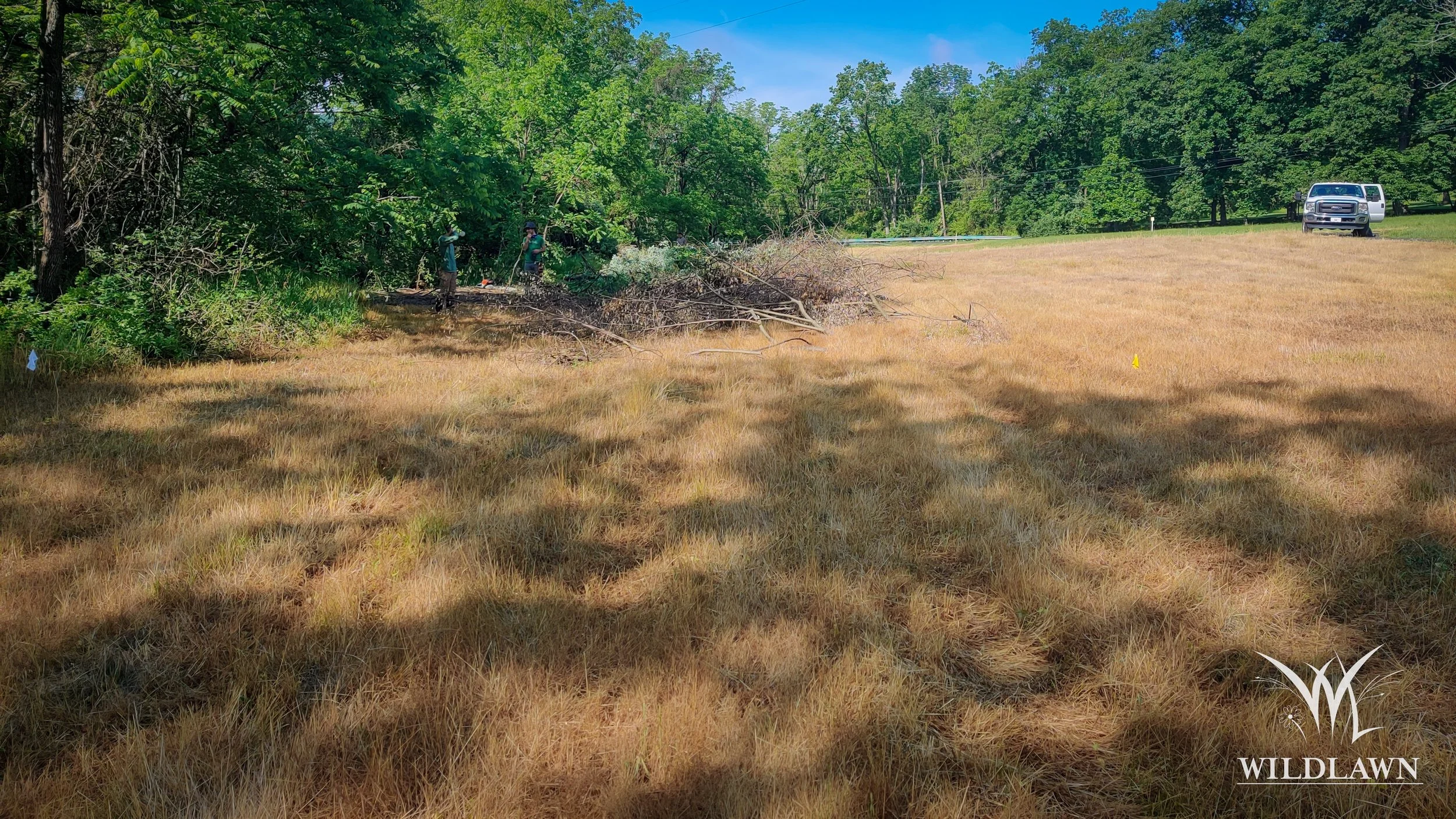 DCNR Lawn Conversion — WildLawn