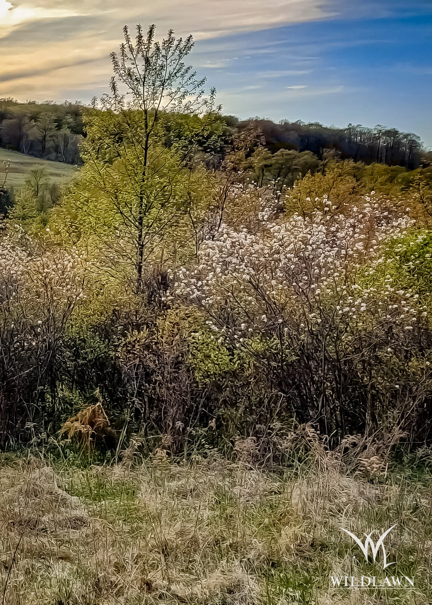 Bird Habitat and Hedgerow Guide — WildLawn