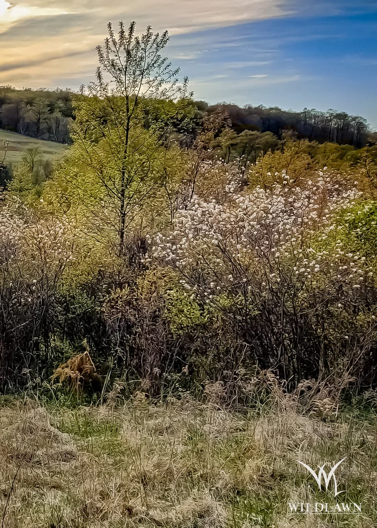 Bird Habitat and Hedgerow Guide — WildLawn