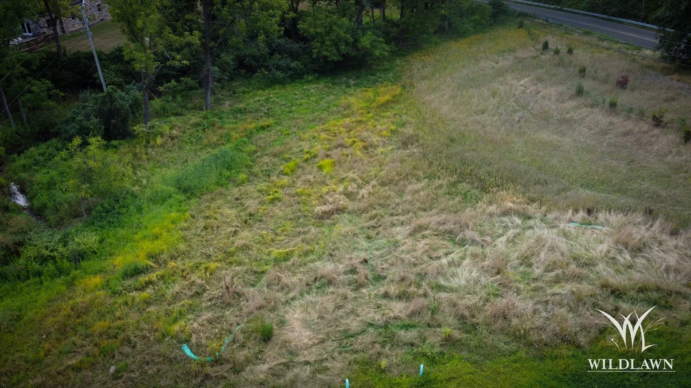 DCNR Lawn Conversion — WildLawn