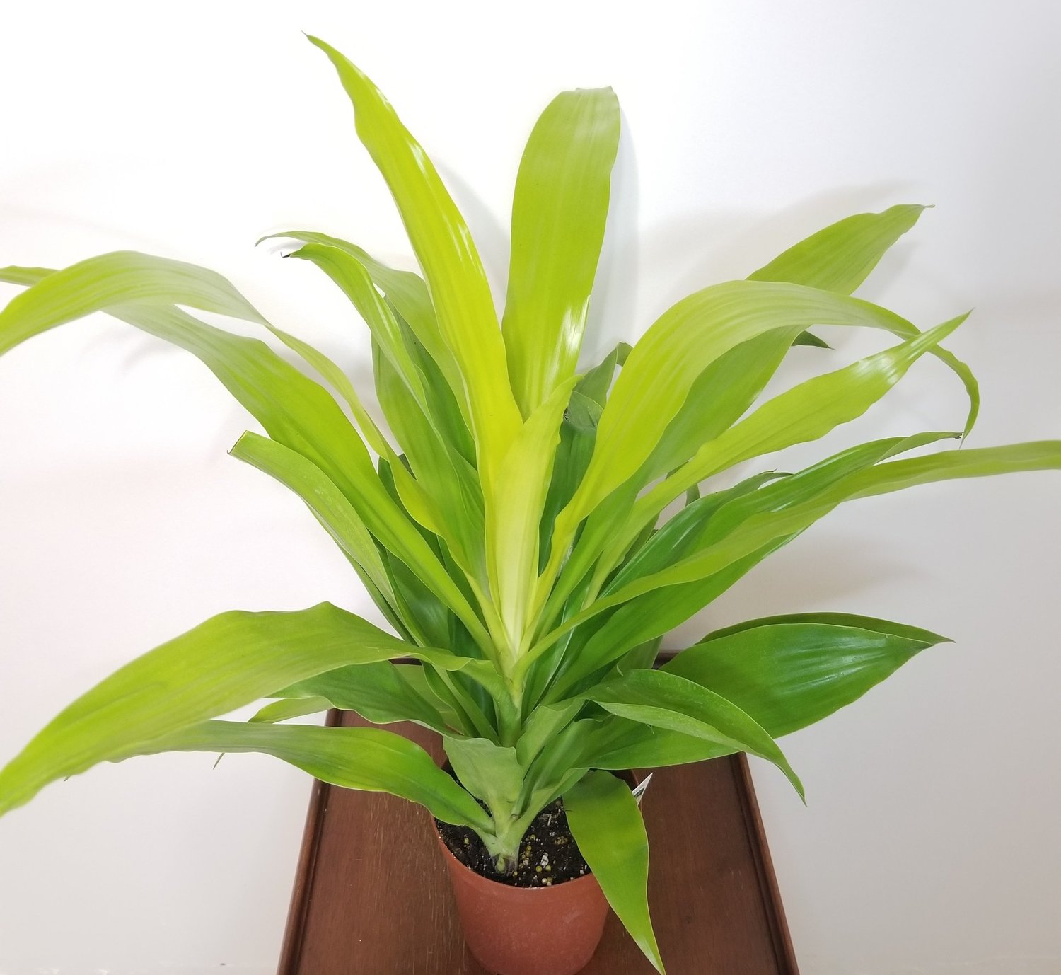 Dracaena Deremensis Janet Craig Green Corn Plant Dracaena