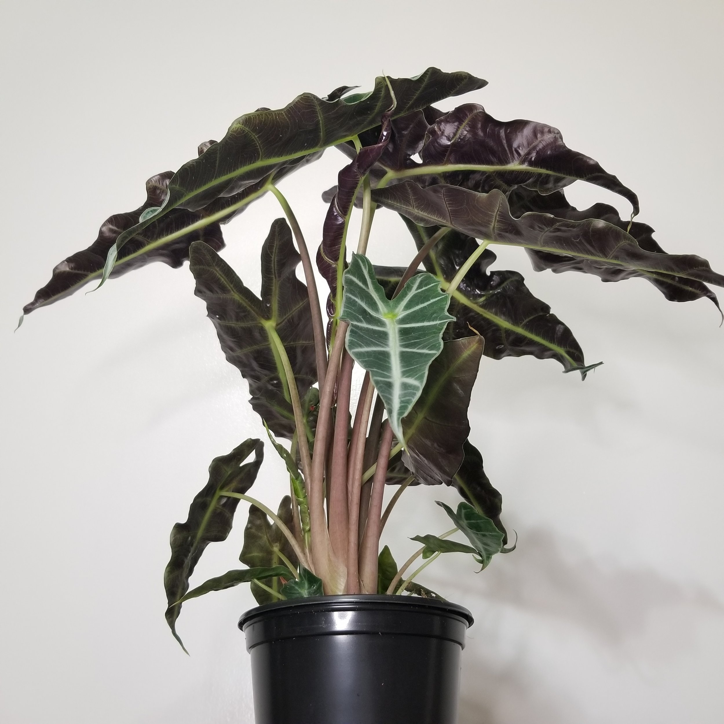 Alocasia Polly (Elephant Ear Plant) 6" — Crazy Plant Company