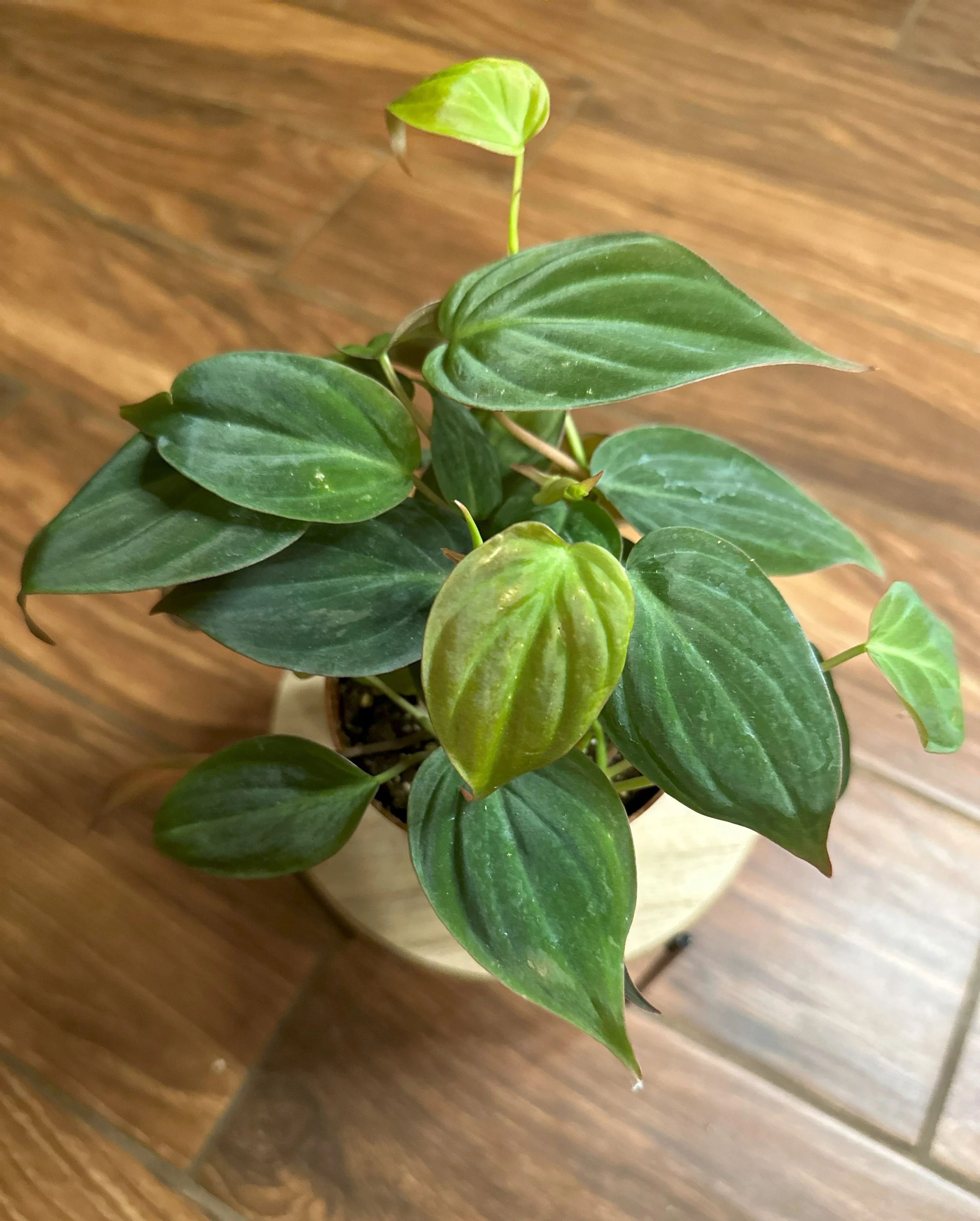 Philodendron Mican 4" — Crazy Plant Company