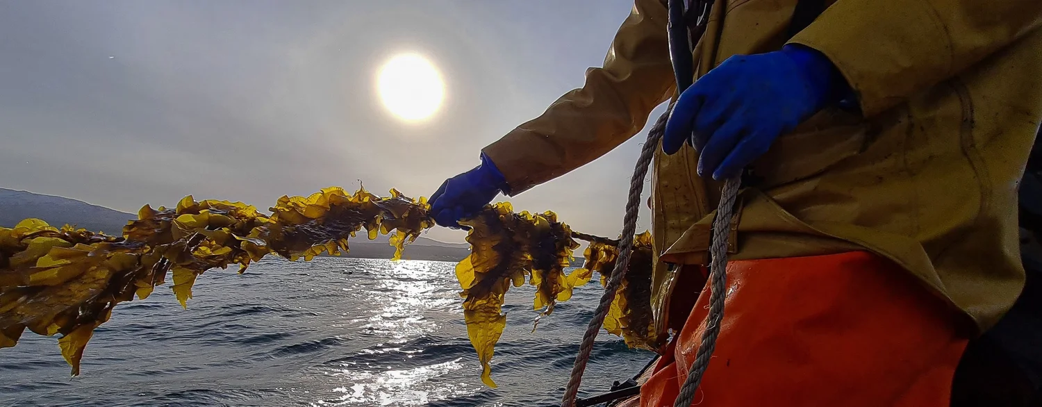Just-Kelp production process and active ingredients — KelpCrofters