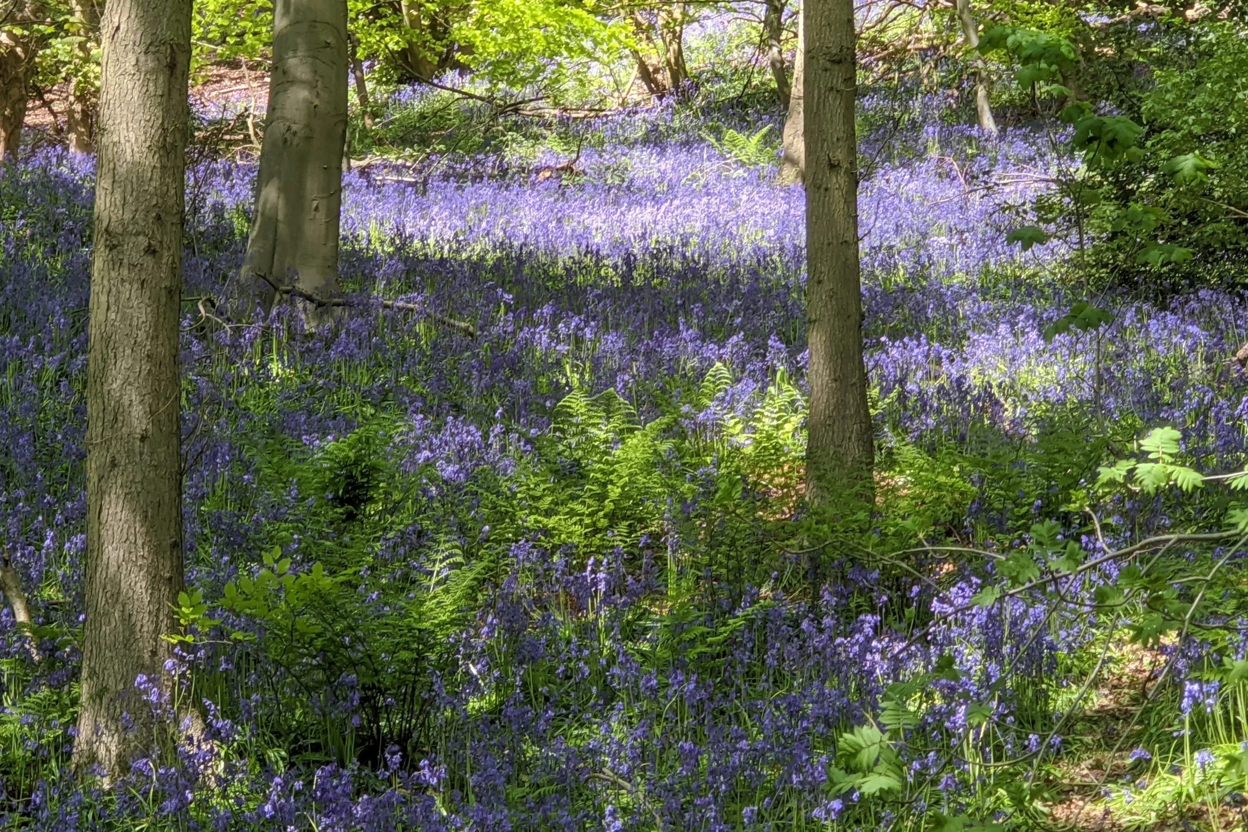 Walks — Durham Pointers