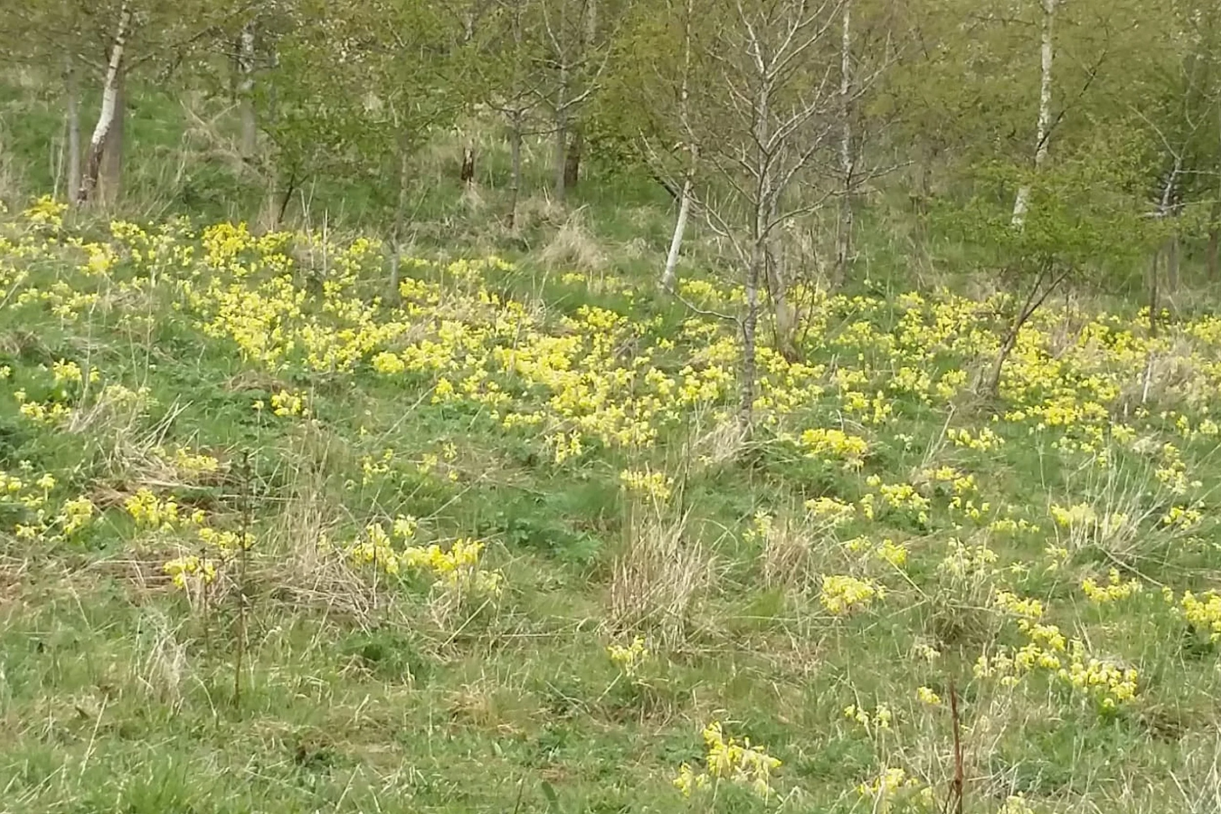 Walks in Durham – Riverside Trails & Step-Free Routes — Durham Pointers
