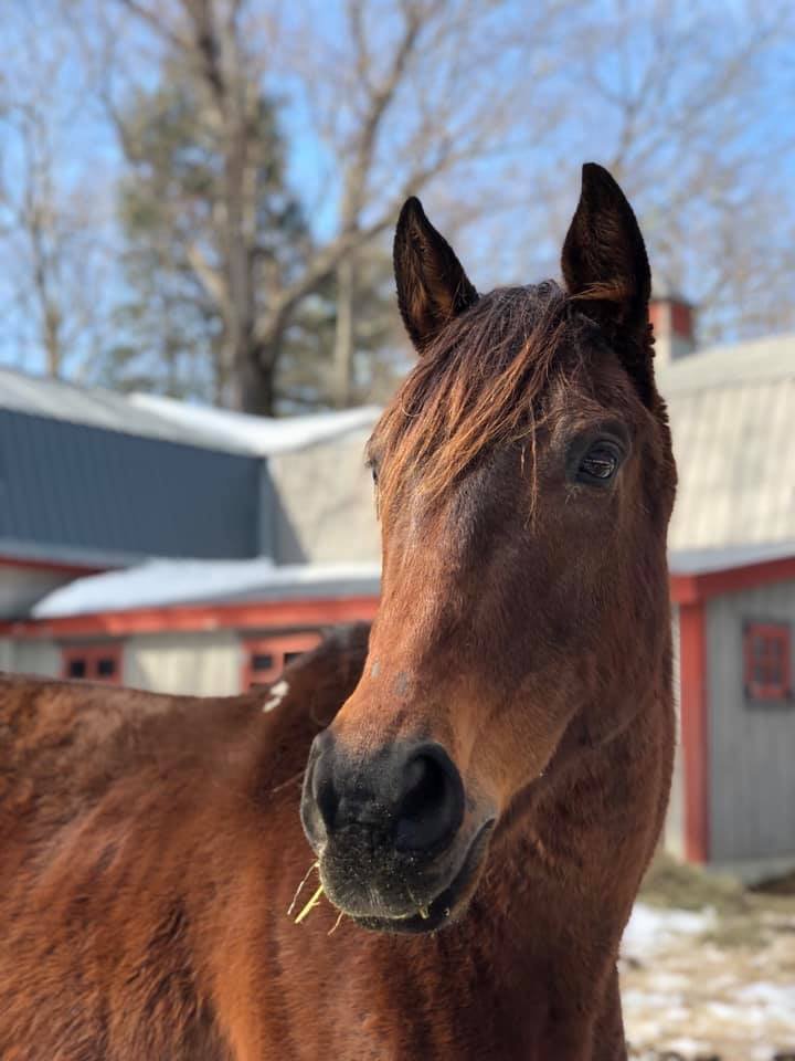 Gallery 1 — Gerda's Equine Rescue