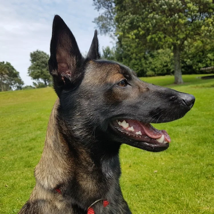 SIA Licensed Security Dog Handlers — Code 9 Security