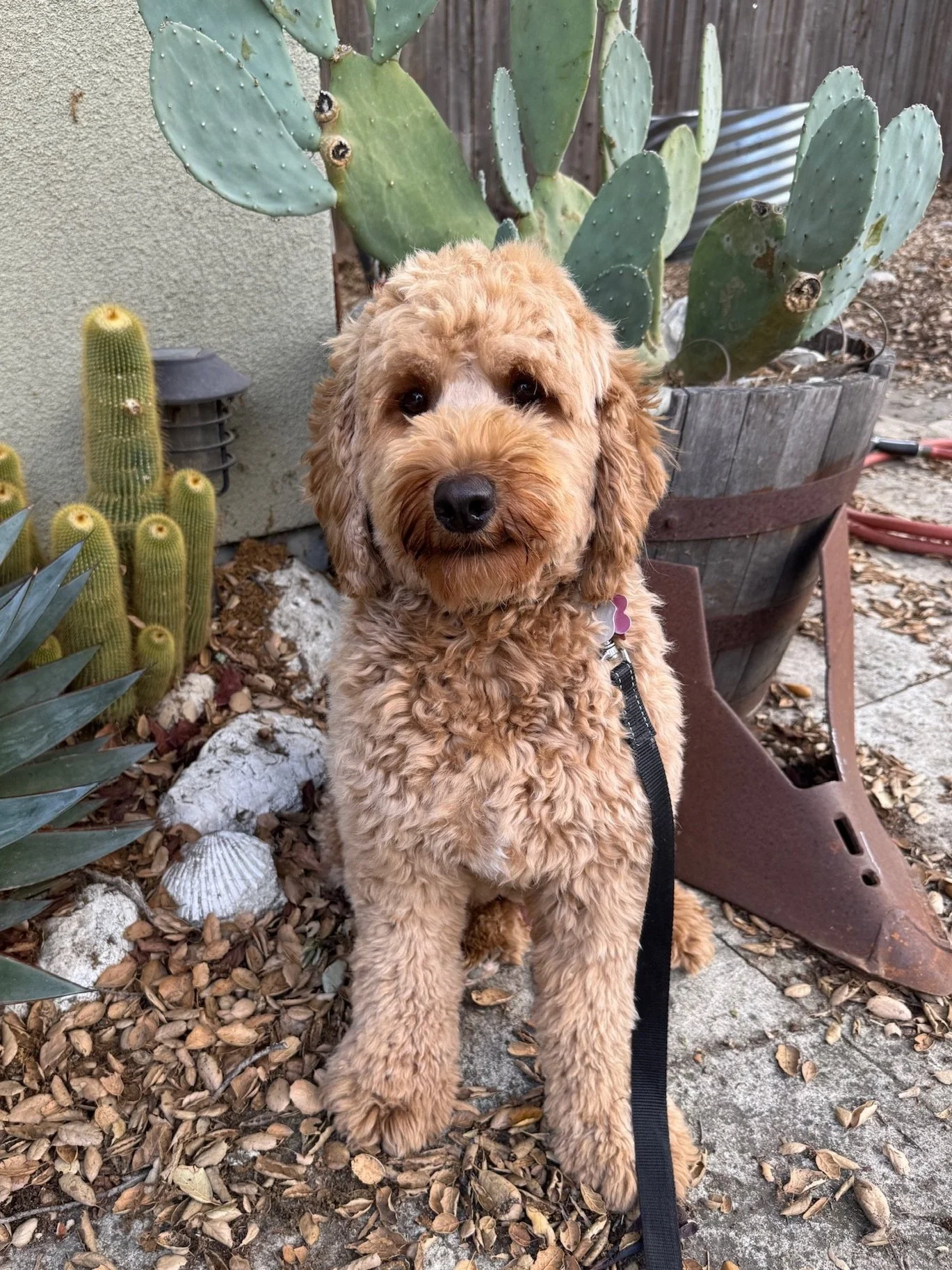 Our Dogs | Find Your Perfect Puppy - Shop Now — Summertime Doodles