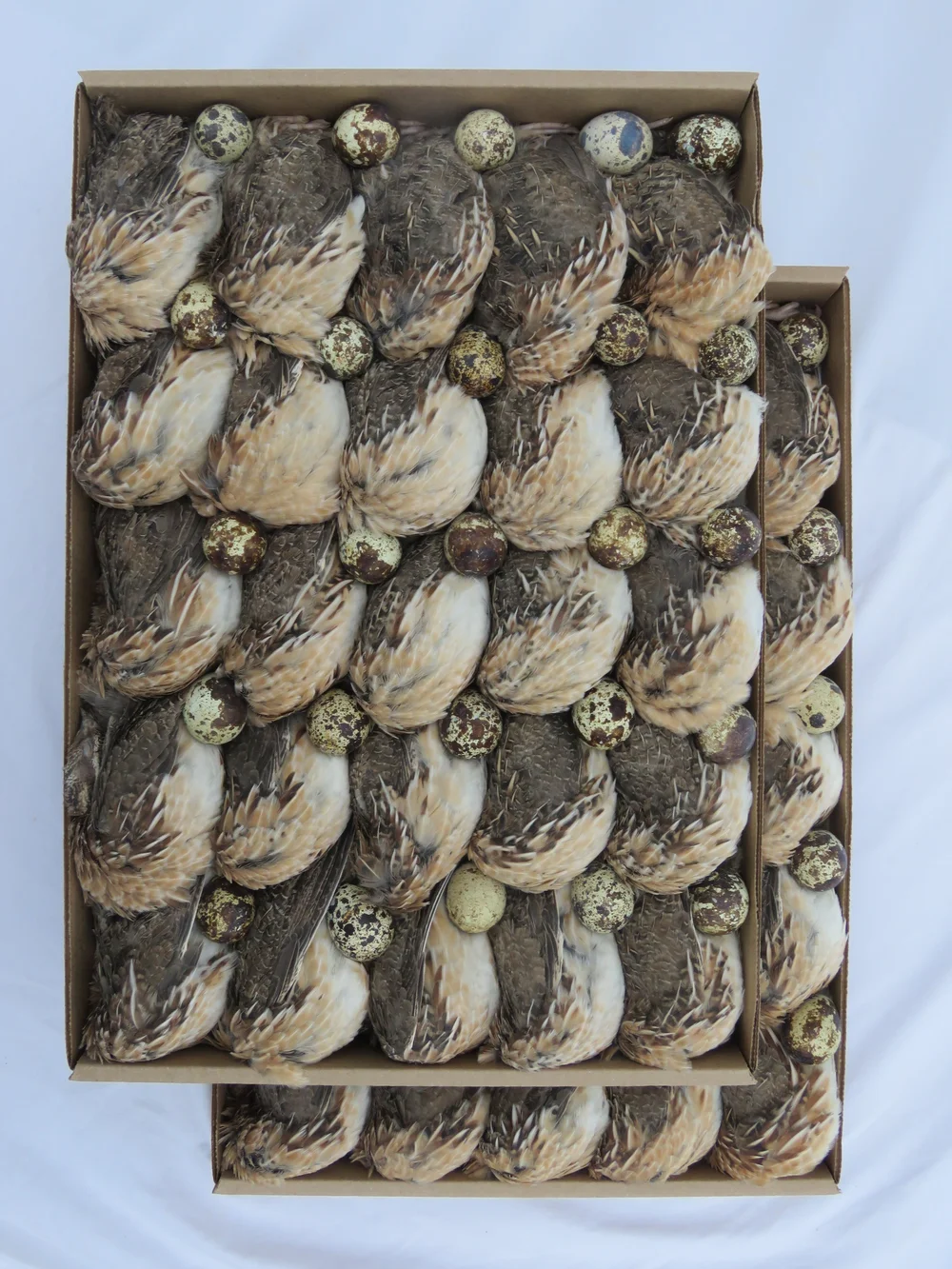 Northwest Heritage Quail