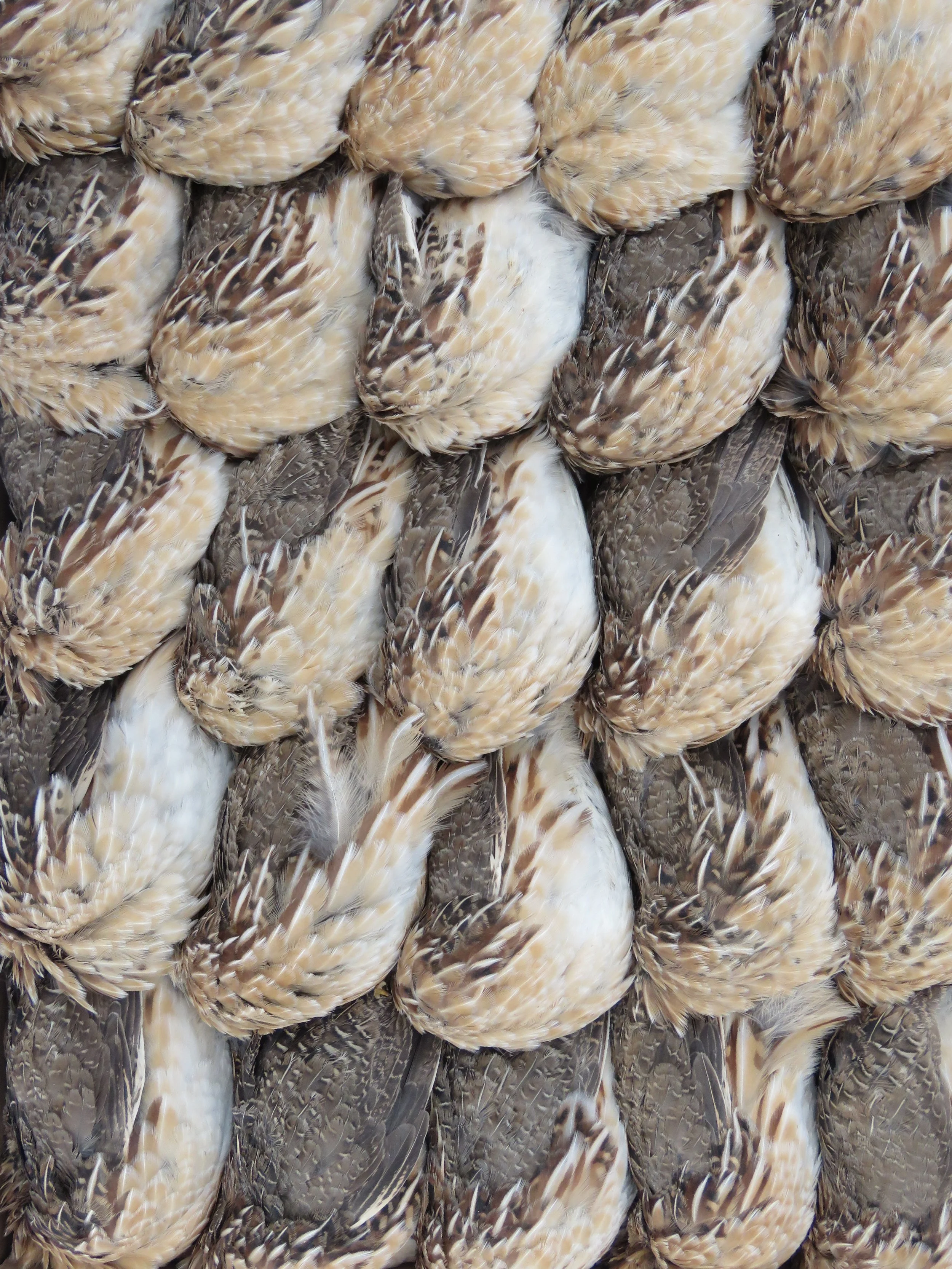 Store 1 — Northwest Heritage Quail