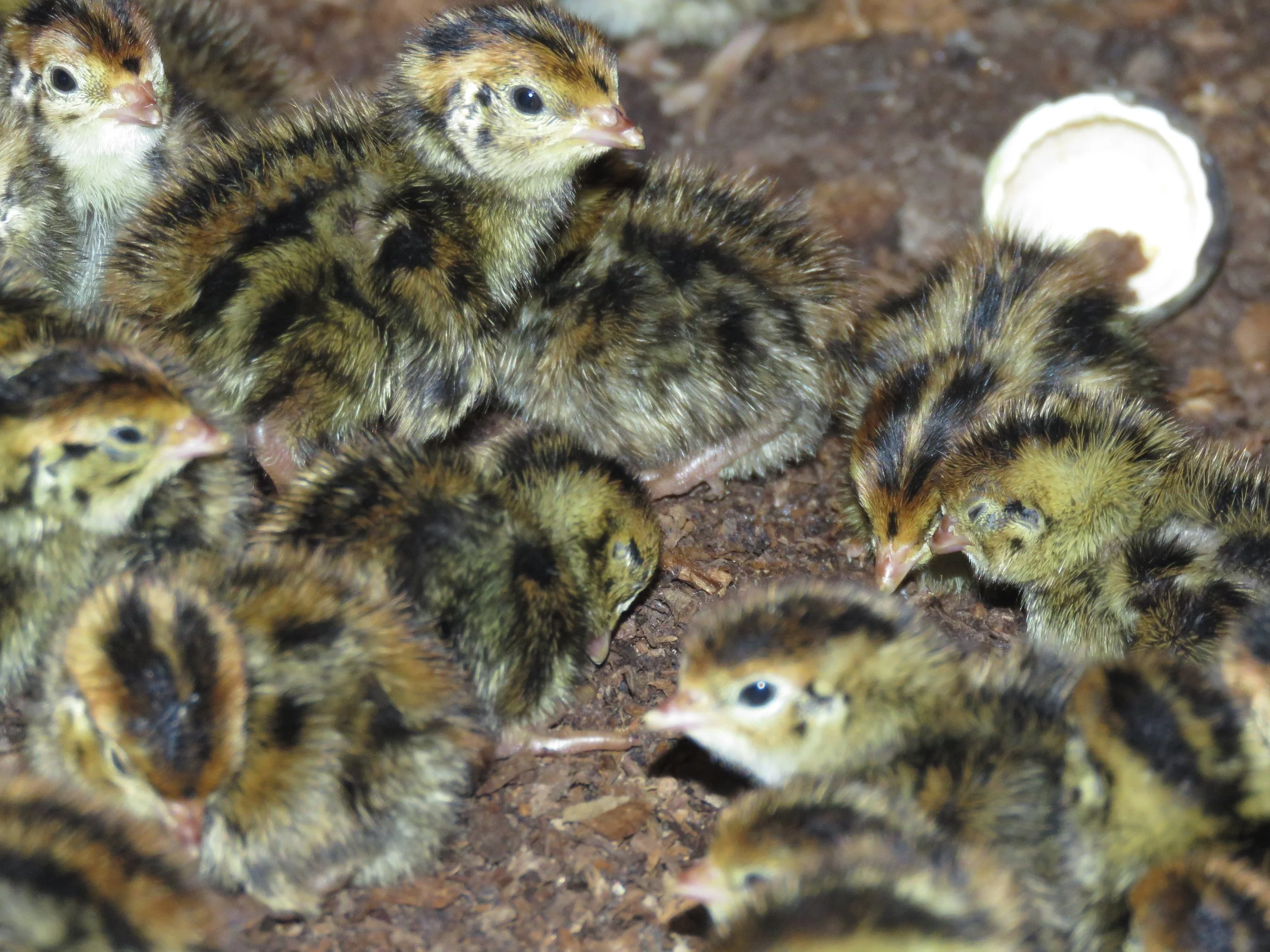 About — Northwest Heritage Quail