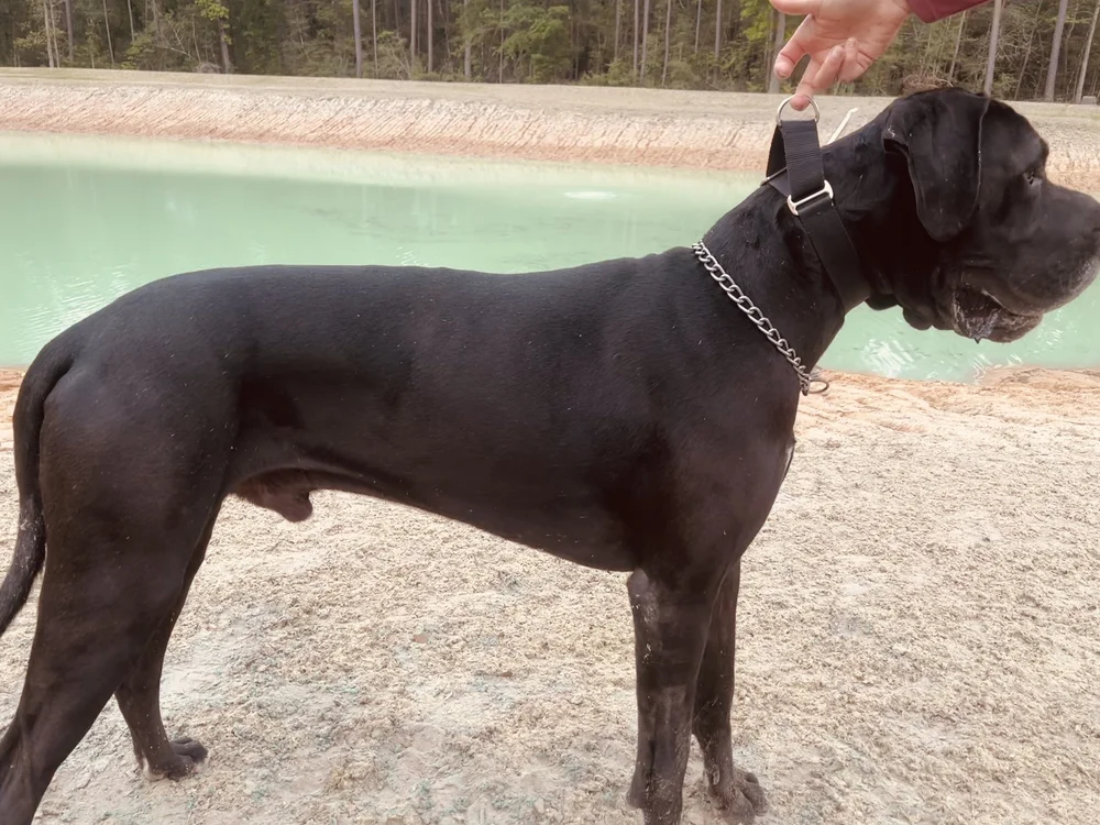 Great Dane Breeder - Standing Tall Danes