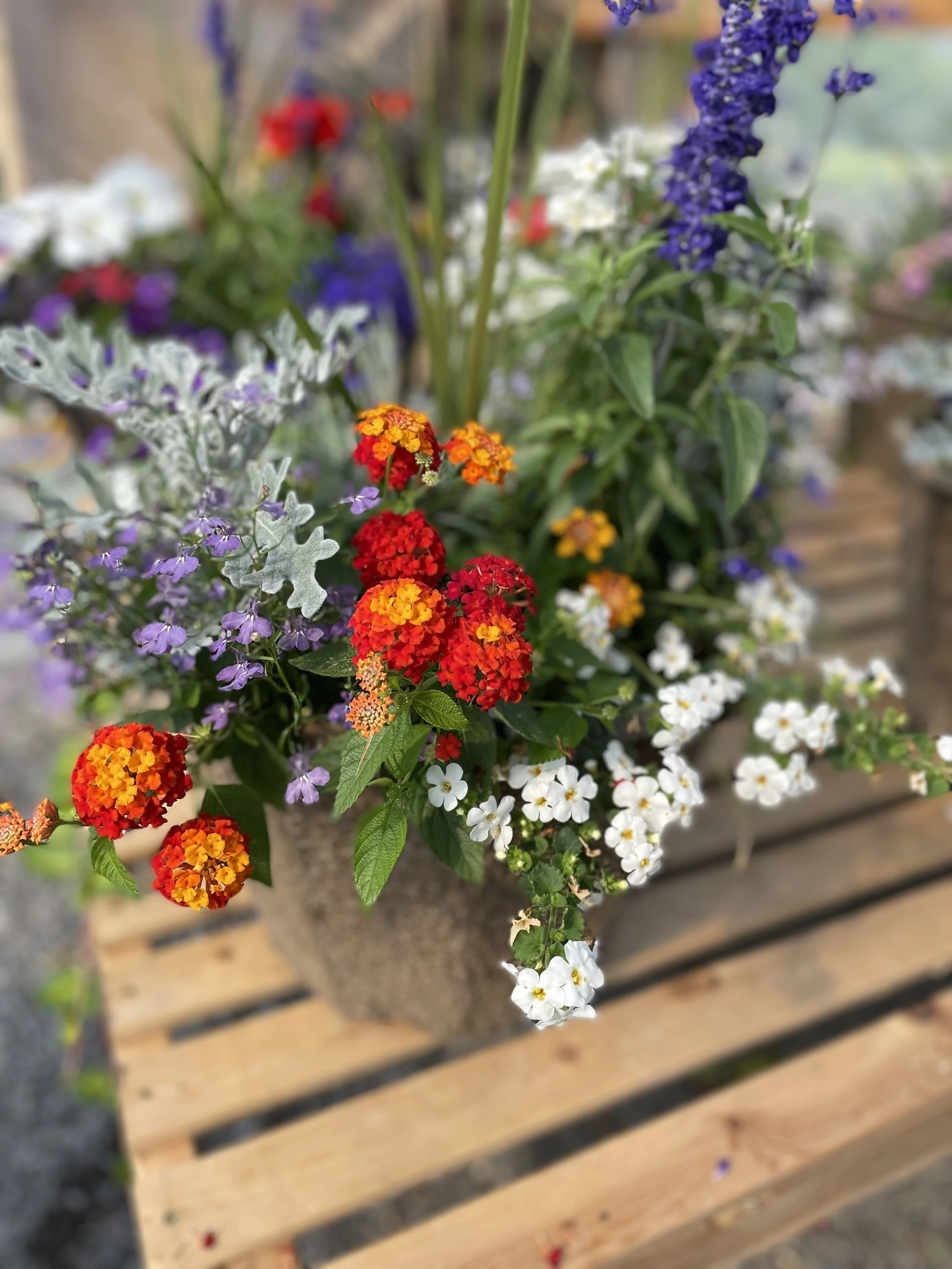 Mad Valley Flower Farm & Nursery