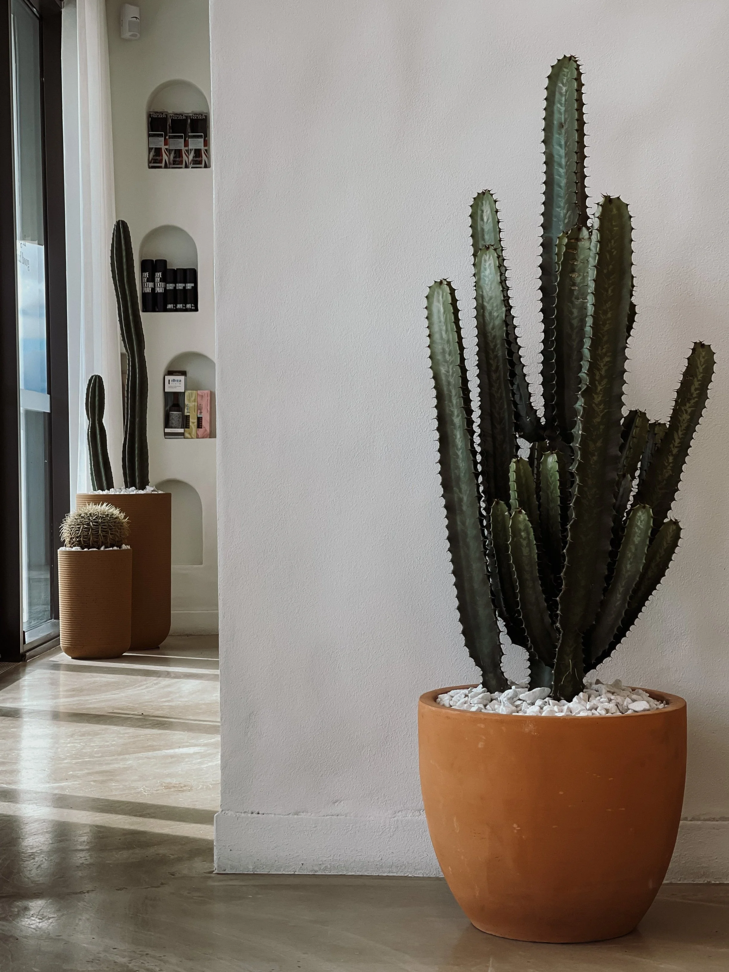 Indoors and thriving: 8 Cactus Species best for indoors — Cactus Vision